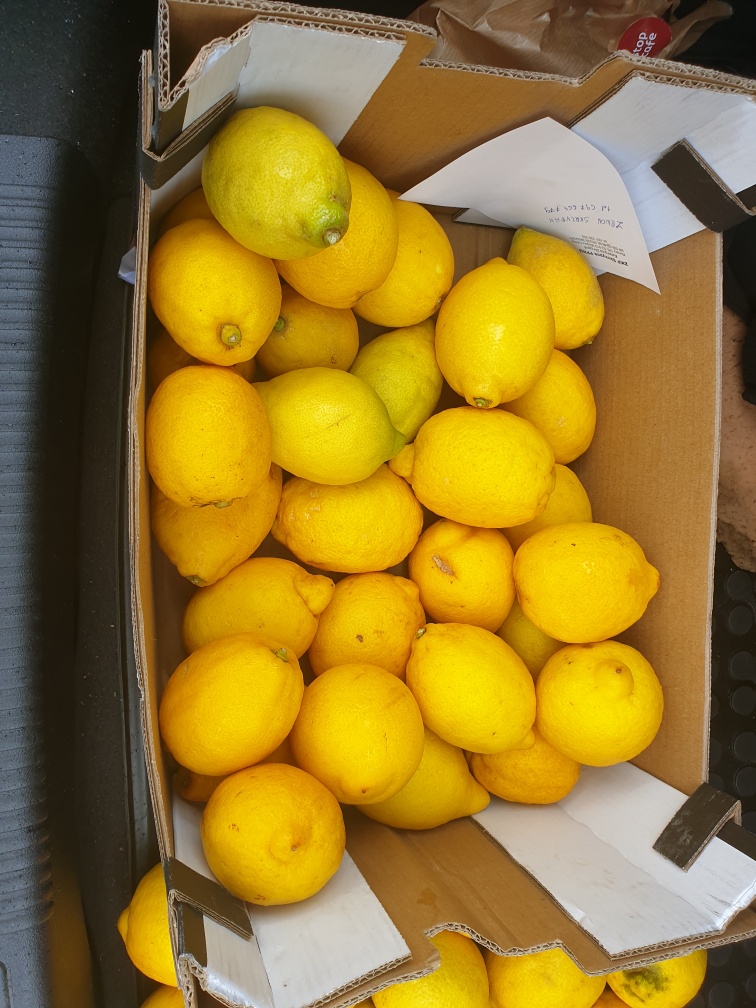 Verna limón a la venta, primera clase de